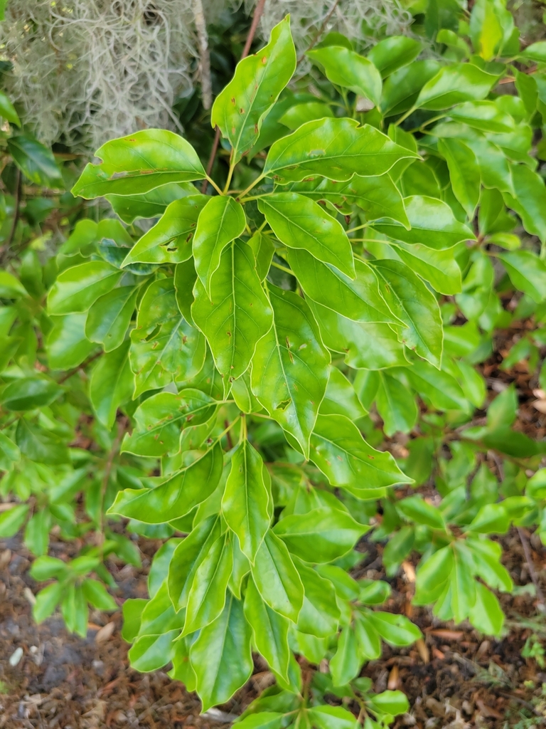Camphor Tree from Alafaya, FL 32825, USA on April 28, 2024 at 10:34 AM ...