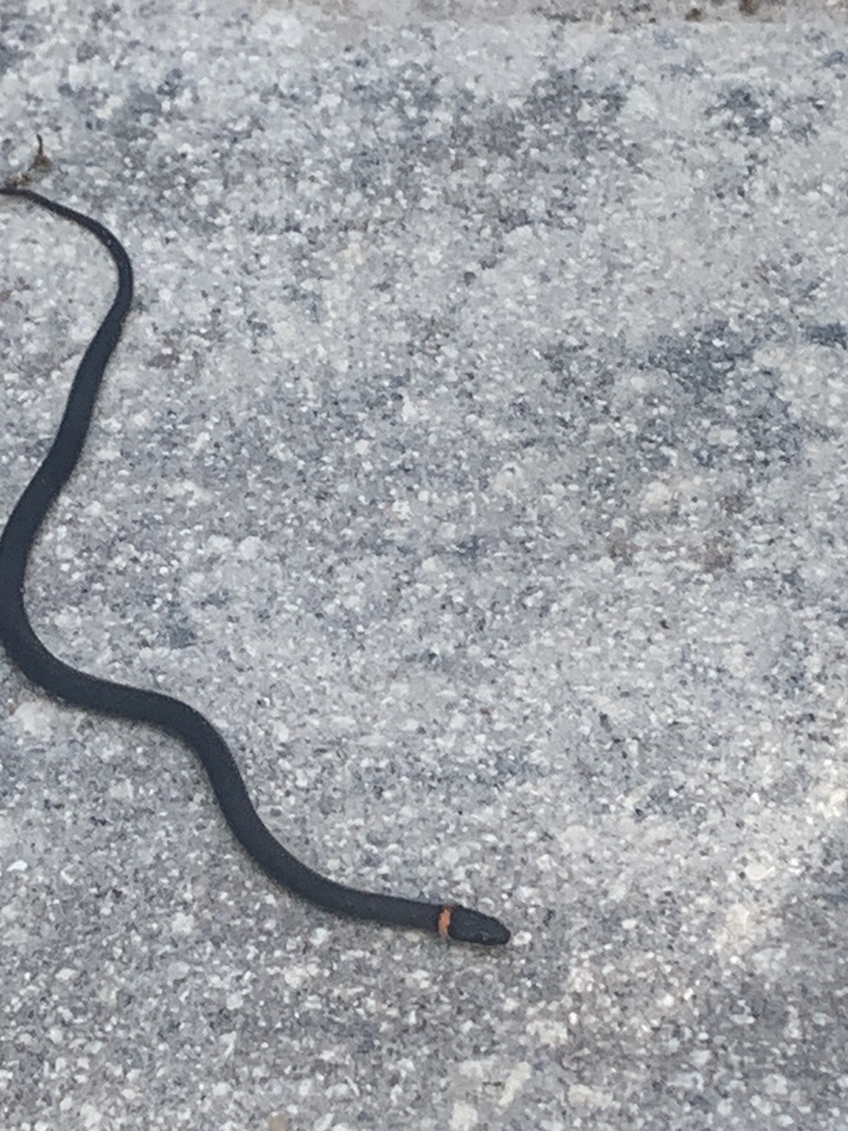 ring-necked snake from Grove Park Dr, Niceville, FL, US on April 28 ...