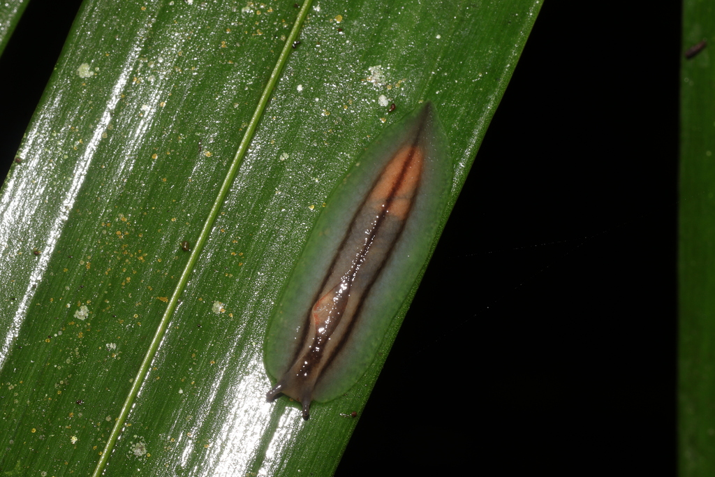 Red Triangle Slug from Mount Glorious QLD 4520, Australia on April 28 ...