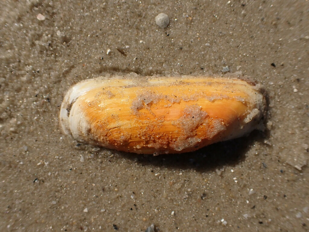Tagelus from Florianópolis, State of Santa Catarina, Brazil on April 18 ...