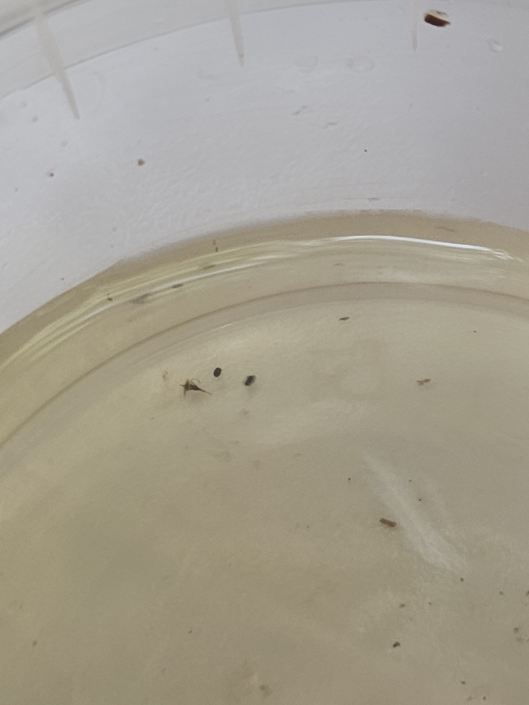 Eucyclops from London NW9, UK on 28 April, 2024 at 03:38 PM by ...