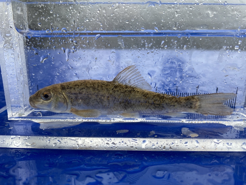 White Sucker from Rogers Dr, Cambridge, ON, CA on April 28, 2024 at 10: ...