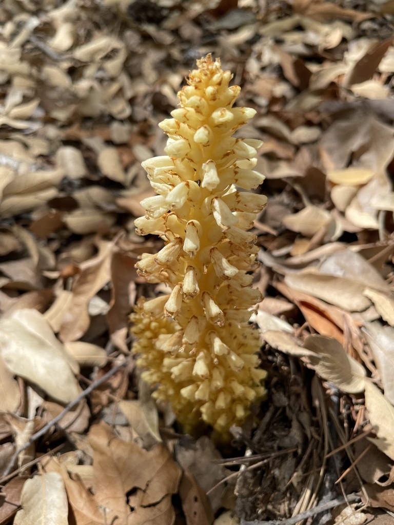alpine cancer-root from Coronado National Forest, San Simon, AZ, US on ...