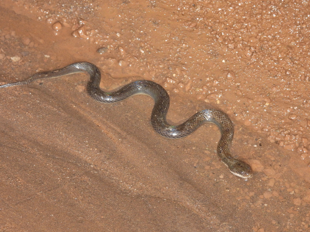 Rice Paddy Snake from Pulang Pisau Regency, Central Kalimantan ...
