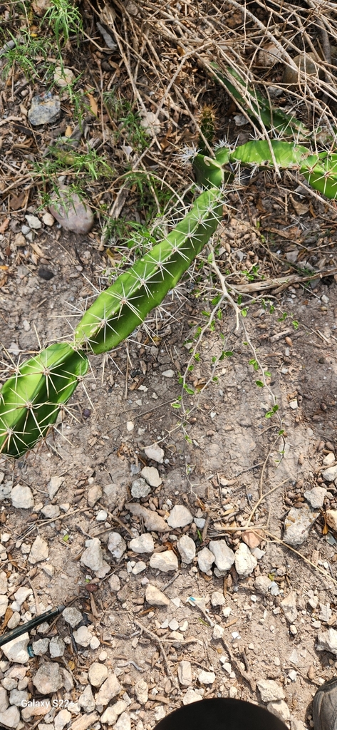 Triangle cactus from Harlingen, TX, USA on April 28, 2024 at 09:54 AM ...
