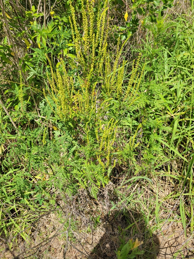 common ragweed from Alafaya, FL 32825, USA on April 28, 2024 at 10:56 ...