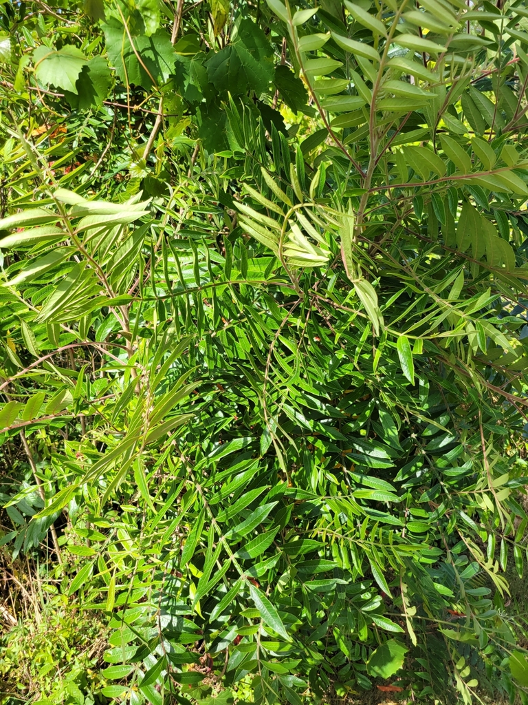 shining sumac from Alafaya, FL 32825, USA on April 28, 2024 at 10:58 AM ...