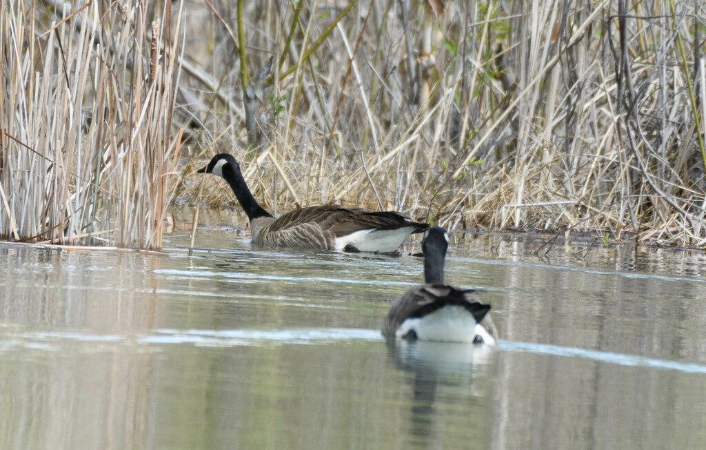 Canada Goose from Marianne Williams Park, Boise, ID, USA on April 27 ...