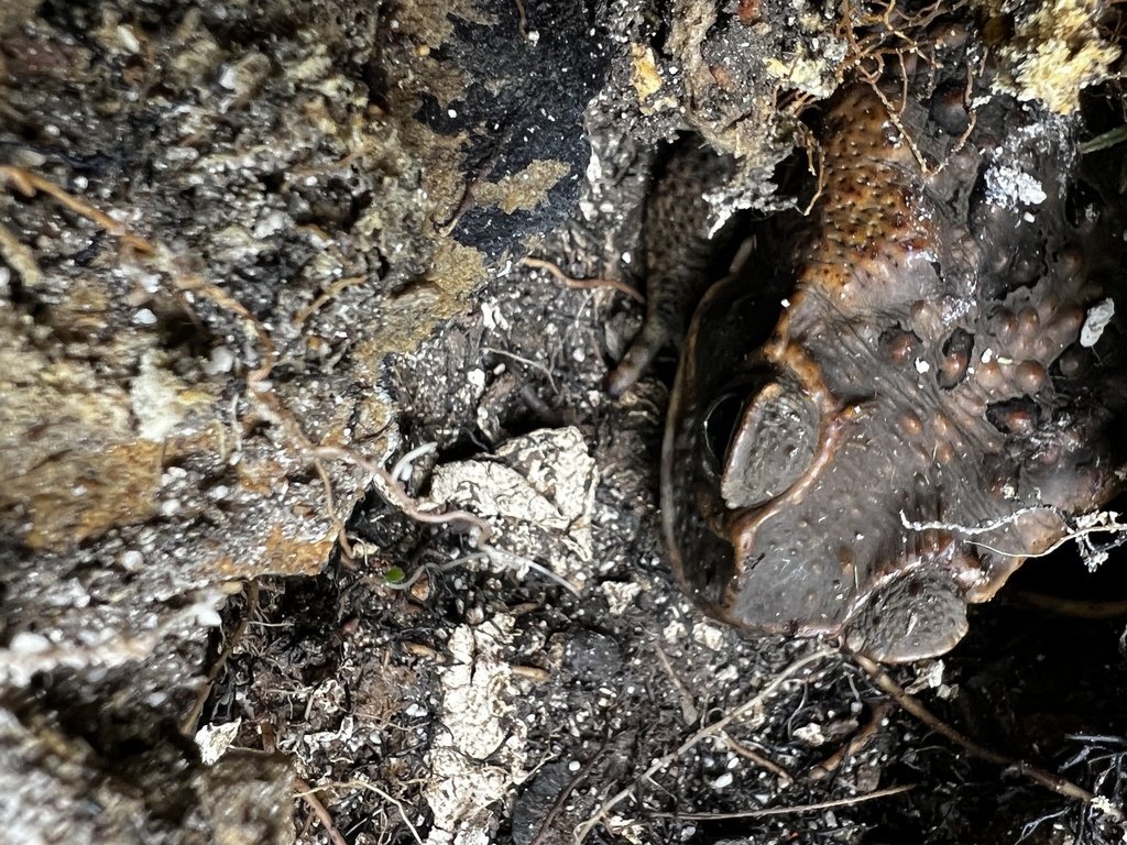 Cane Toad from Puerto Rico, San Juan, Puerto Rico, US on April 28, 2024 ...