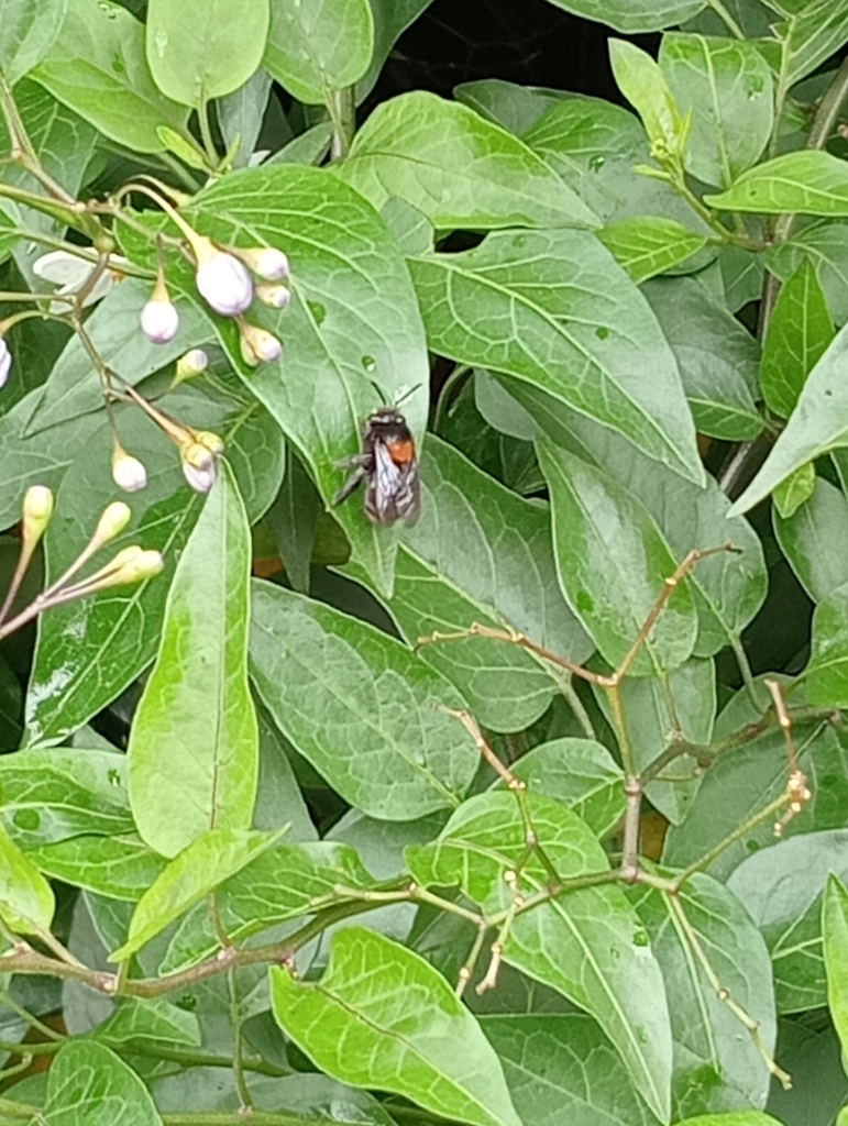 Andean Black Longhorn from Santa Barbara Occidental, Usaquén, Bogotá ...