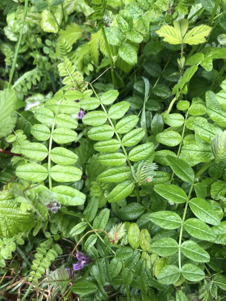 Bush Vetch from York Cemetery, York, England, GB on April 28, 2024 at ...