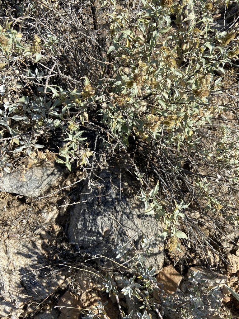triangle-leaf bursage from White Tank Mountain Regional Park, Waddell ...