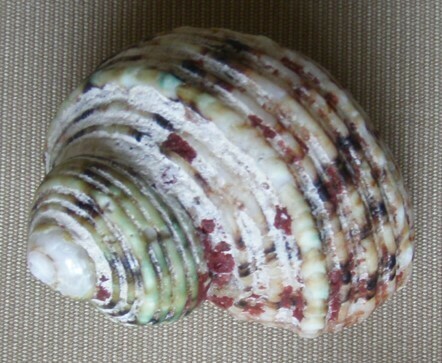 rough turban in September 2013 by vrebizant · iNaturalist