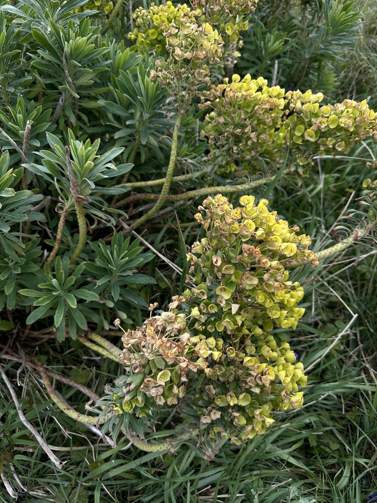 Mediterranean spurge from Waterloo, UK on April 28, 2024 at 09:05 AM by ...