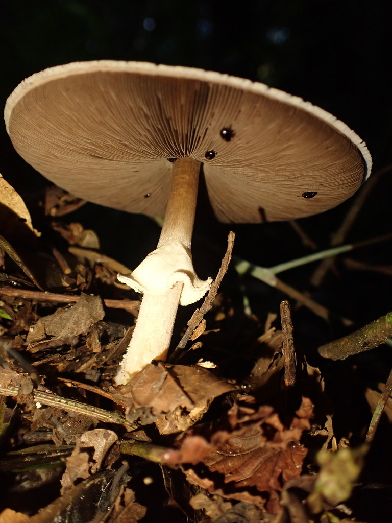 field and button mushrooms from Florianópolis, State of Santa Catarina ...