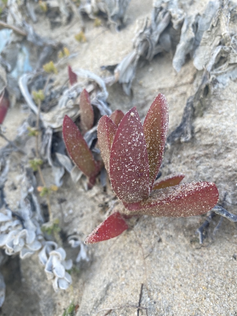 Sally-my-handsome from Strandfontein, Mitchells Plain, WC, ZA on April ...