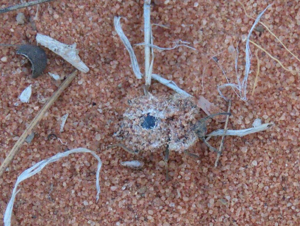 Dirttoks from Berseba, !Karas, Namibia on April 1, 2024 at 07:10 AM by ...