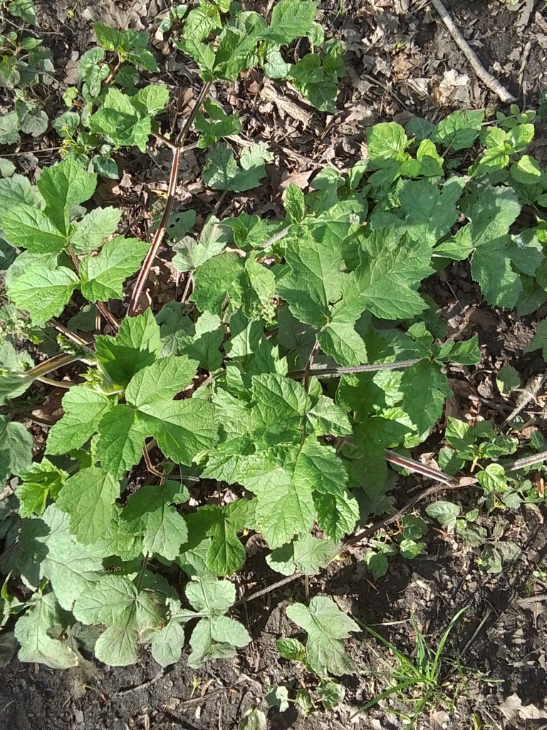 hogweed from Marston CW9, UK on April 28, 2024 at 04:31 PM by RECORD ...