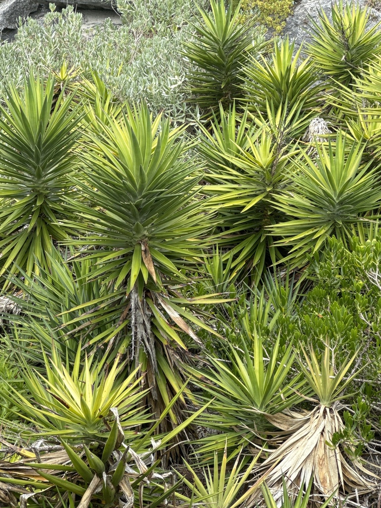 Aloe Yucca from Main Island, Bermuda, BM on April 28, 2024 at 12:32 PM ...