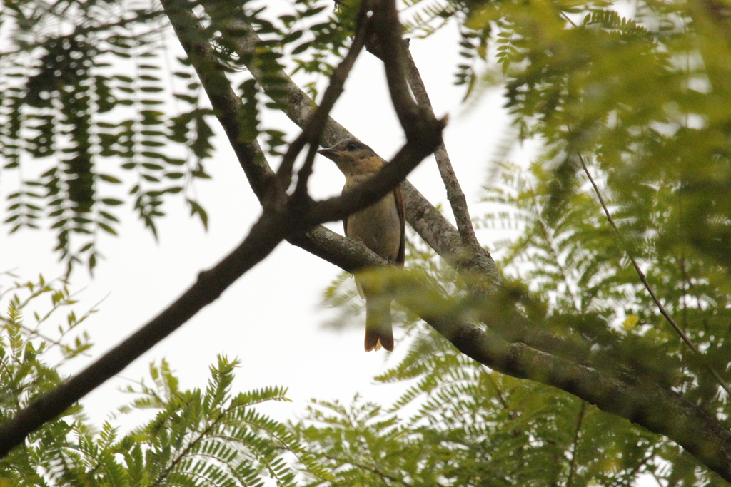 Crested Becard from Butantã, São Paulo - State of São Paulo, Brazil on ...