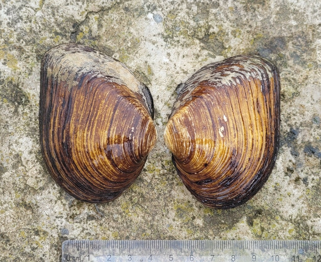 Wabash Pigtoe in April 2024 by Brenda Van Ryswyk · iNaturalist