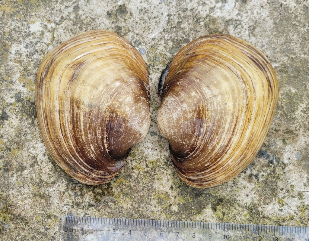 Plain Pocketbook in April 2024 by Brenda Van Ryswyk · iNaturalist