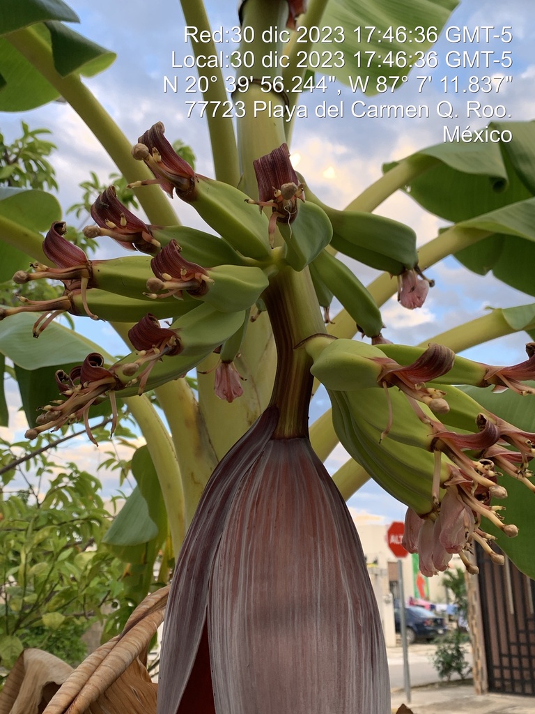 Plátano manzano desde Villas del Sol, Playa del Carmen, Q. Roo., MX el ...