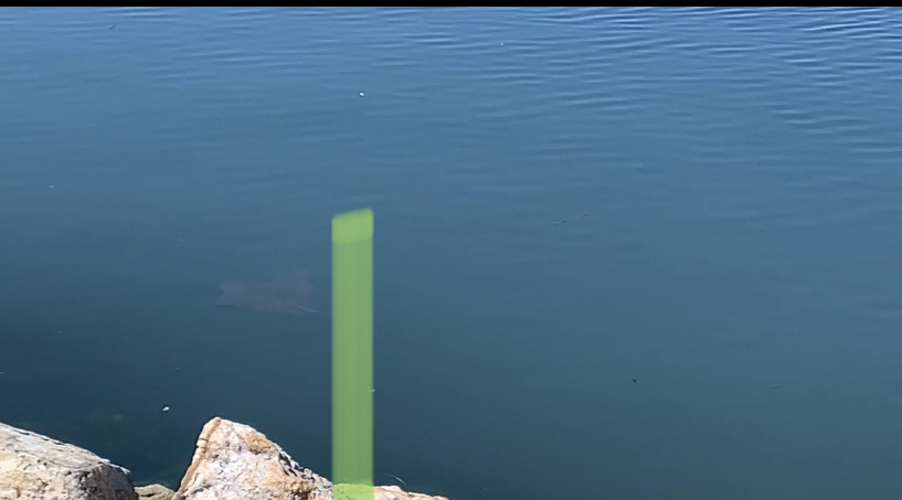 Bat Ray from San Francisco Bay, Alameda, CA, US on April 20, 2024 at 10 ...