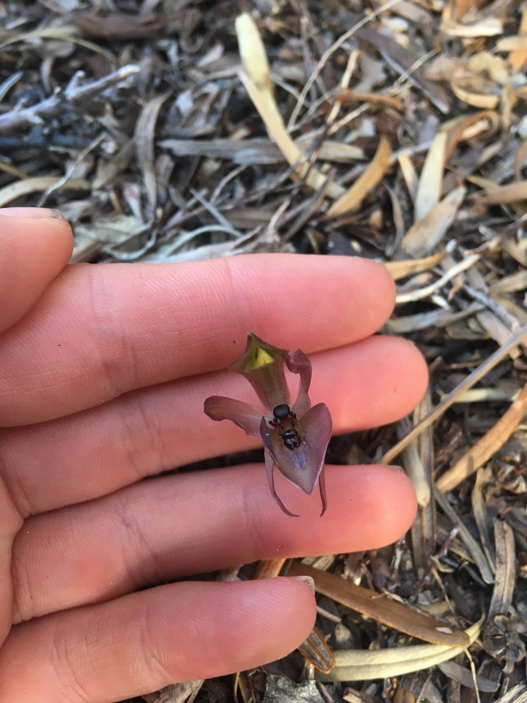 tall bird orchid from Southwest National Park, Southwest, TAS, AU on ...