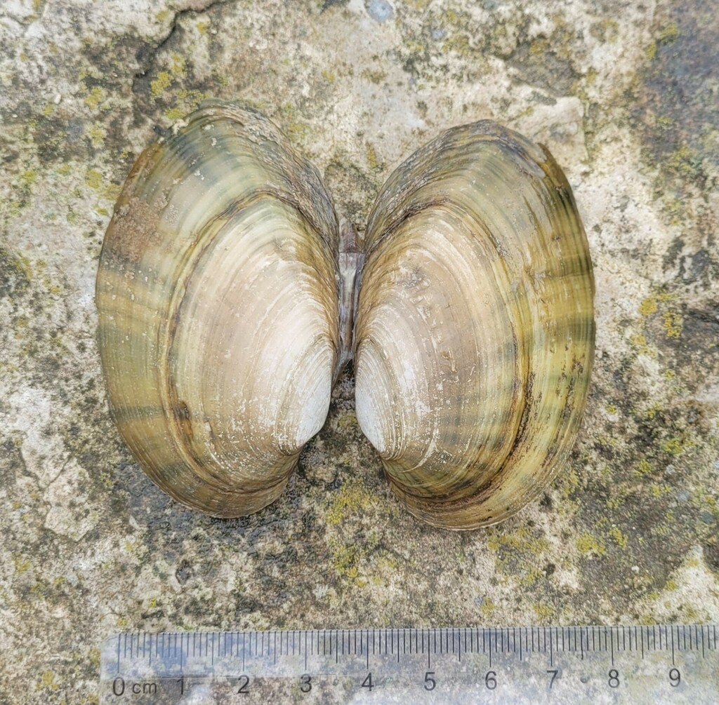 Mucket in April 2024 by Brenda Van Ryswyk · iNaturalist