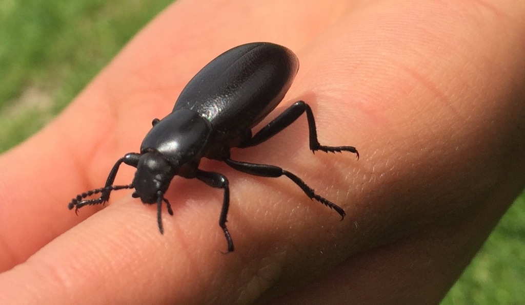 Darkling Beetles from Humedal de Tibanica, Bogota, Colombia on April 29 ...