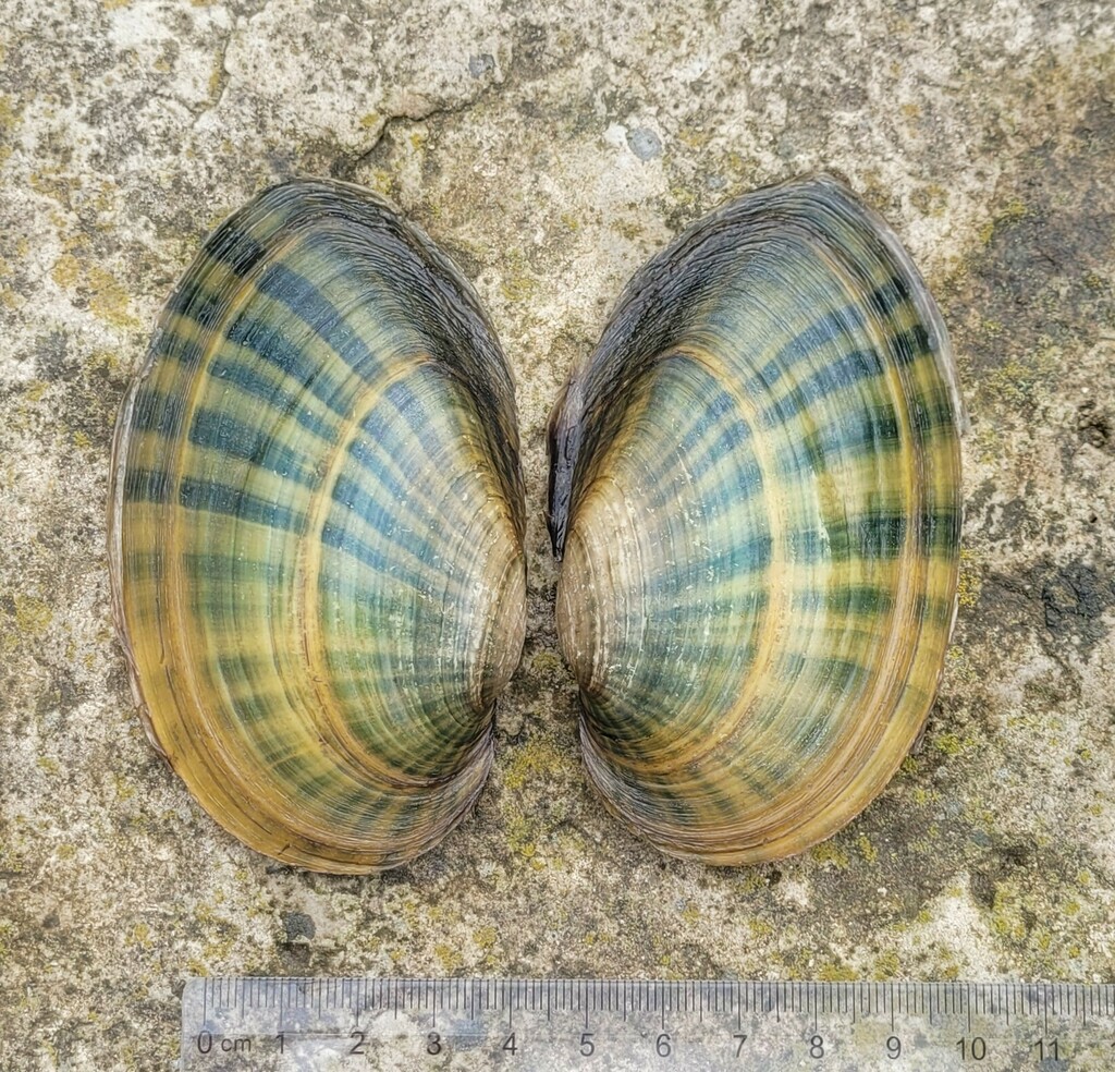 Mucket in April 2024 by Brenda Van Ryswyk · iNaturalist