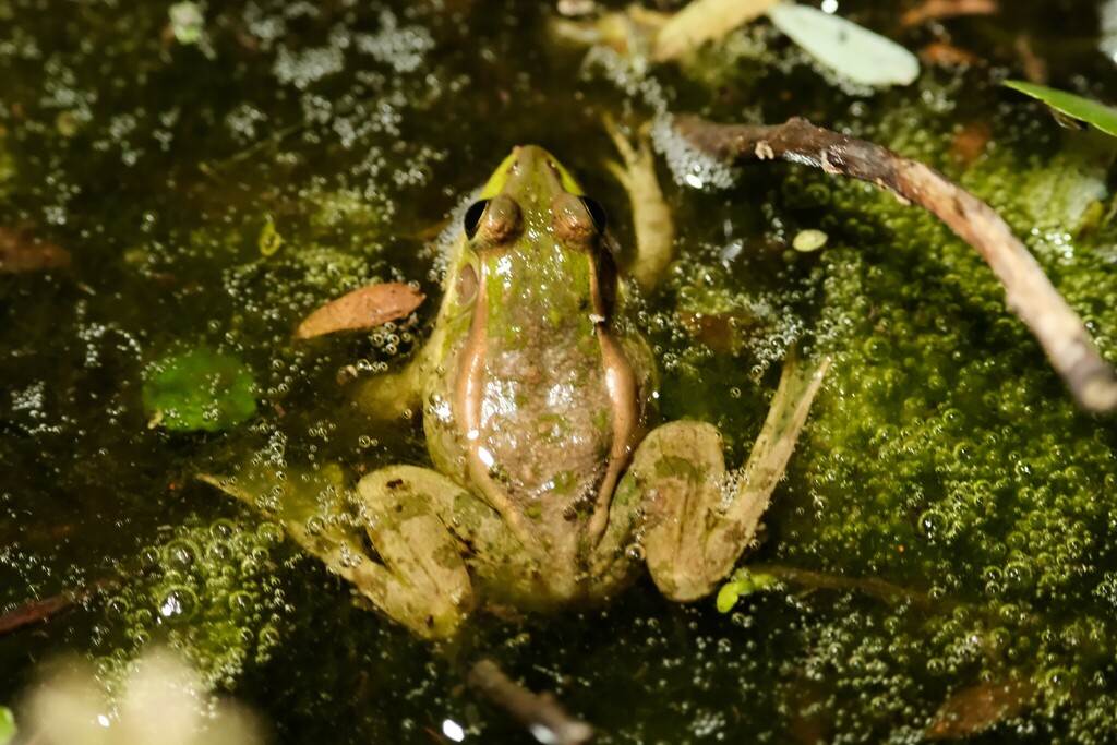 Eastern Golden Frog from 中国江苏省南京市江宁区 on April 20, 2024 at 11:31 PM by ...