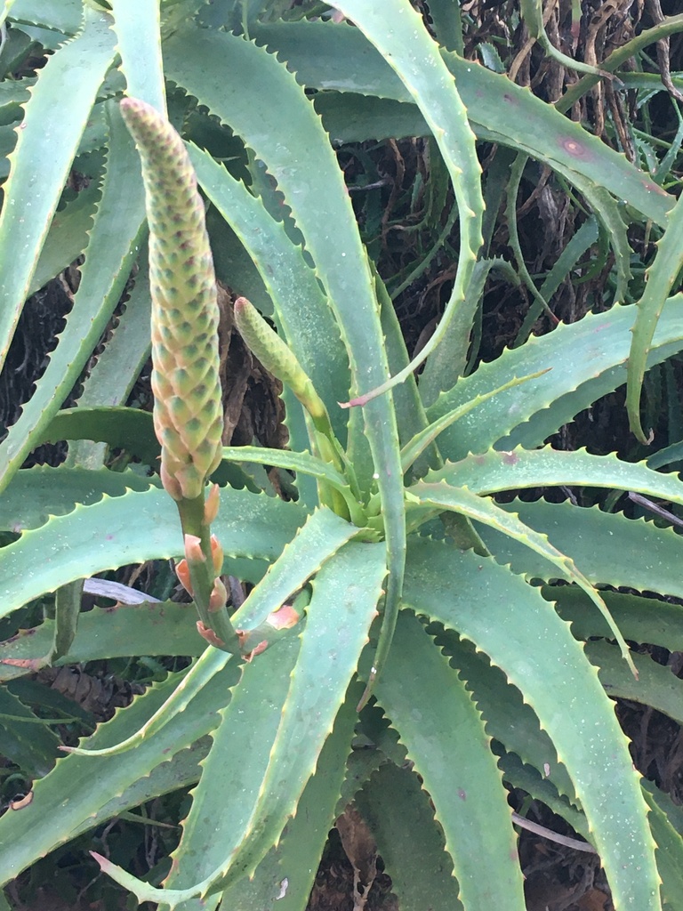 Candelabra Aloe in April 2024 by Zakariya Borez · iNaturalist