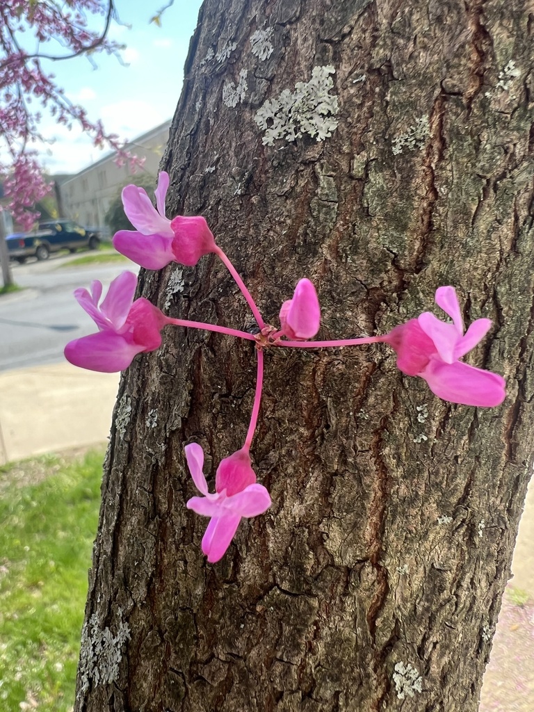 eastern redbud from Indiana University of Pennsylvania, Indiana, PA, US ...