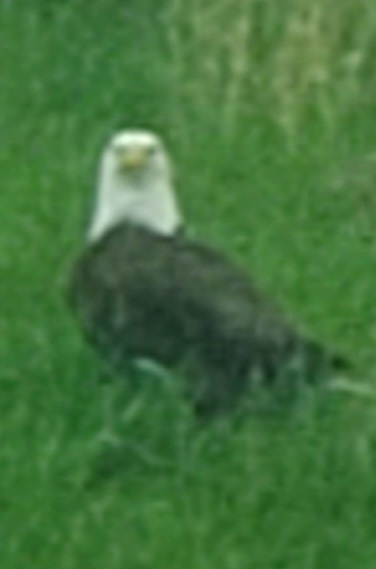 Bald Eagle from Mustoe, VA, USA on April 27, 2024 at 12:00 PM by ...