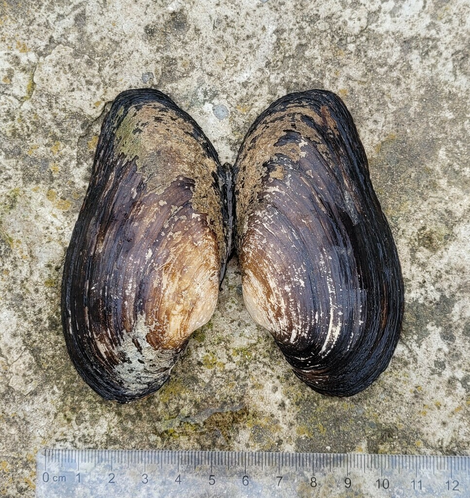 Creeper in April 2024 by Brenda Van Ryswyk · iNaturalist