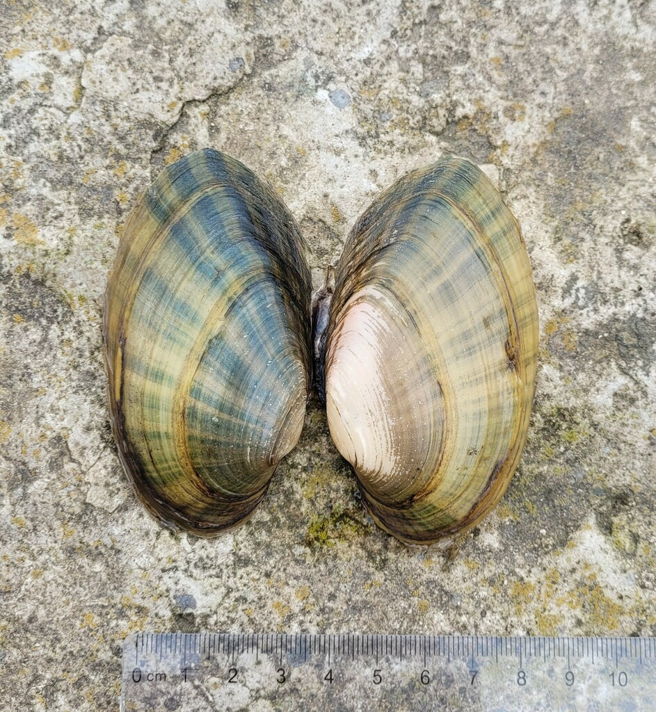 Mucket in April 2024 by Brenda Van Ryswyk · iNaturalist