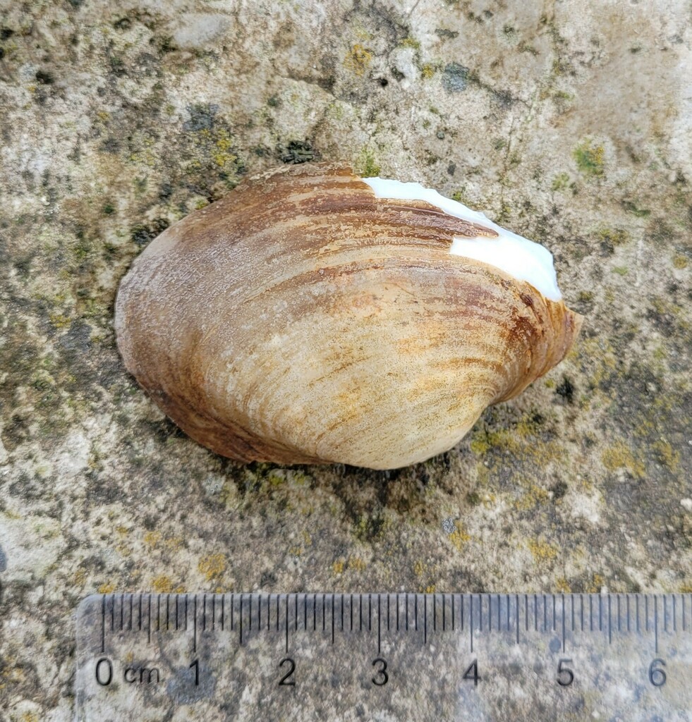 Wavyrayed Lampmussel in April 2024 by Brenda Van Ryswyk · iNaturalist