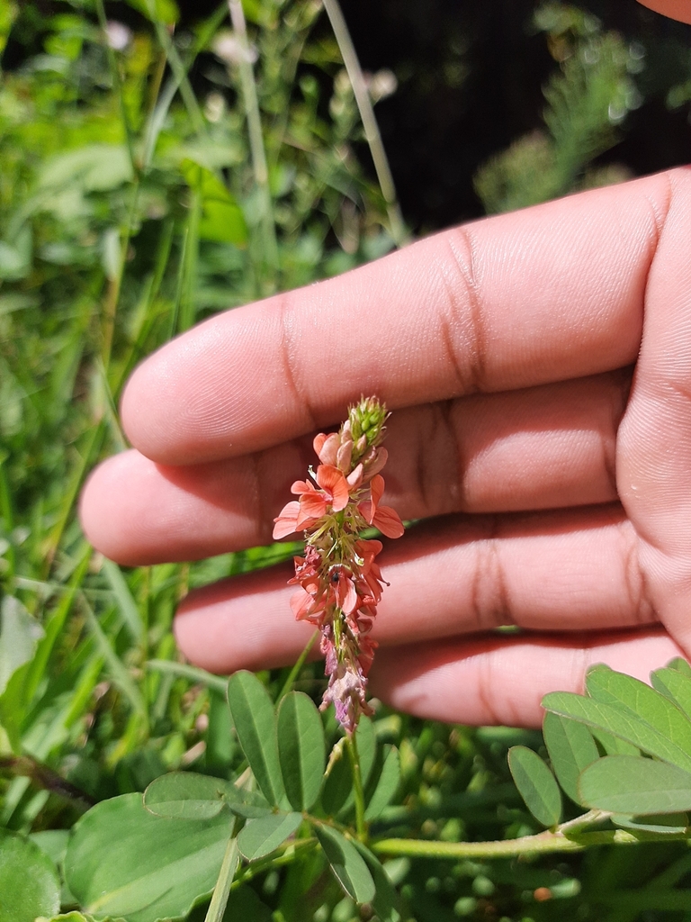 Indigos from eThekwini, ZA-NL, ZA on April 28, 2024 at 12:43 PM by ...