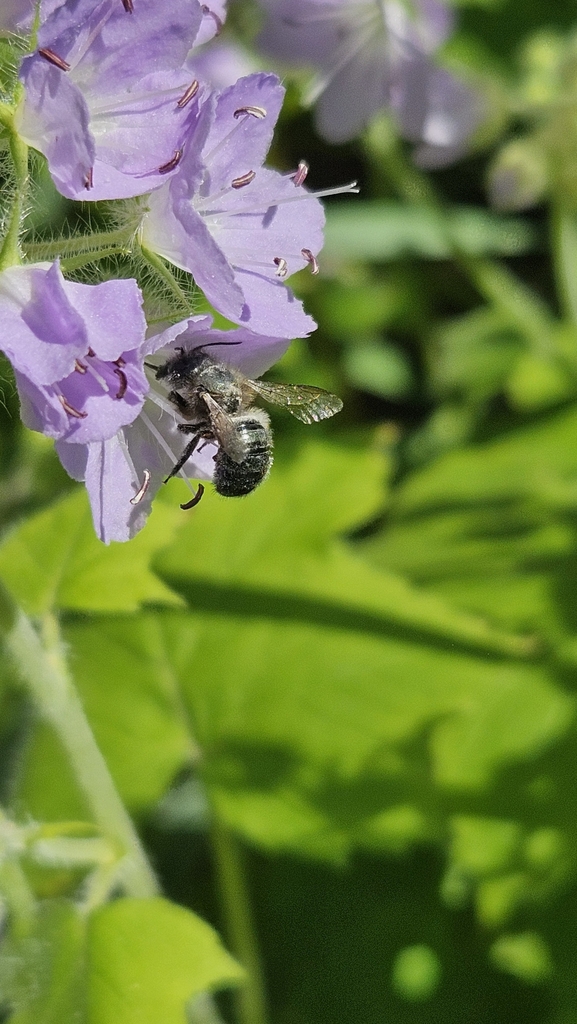 Blue Orchard Bee from Belknap, Louisville, KY 40205, USA on April 28 ...