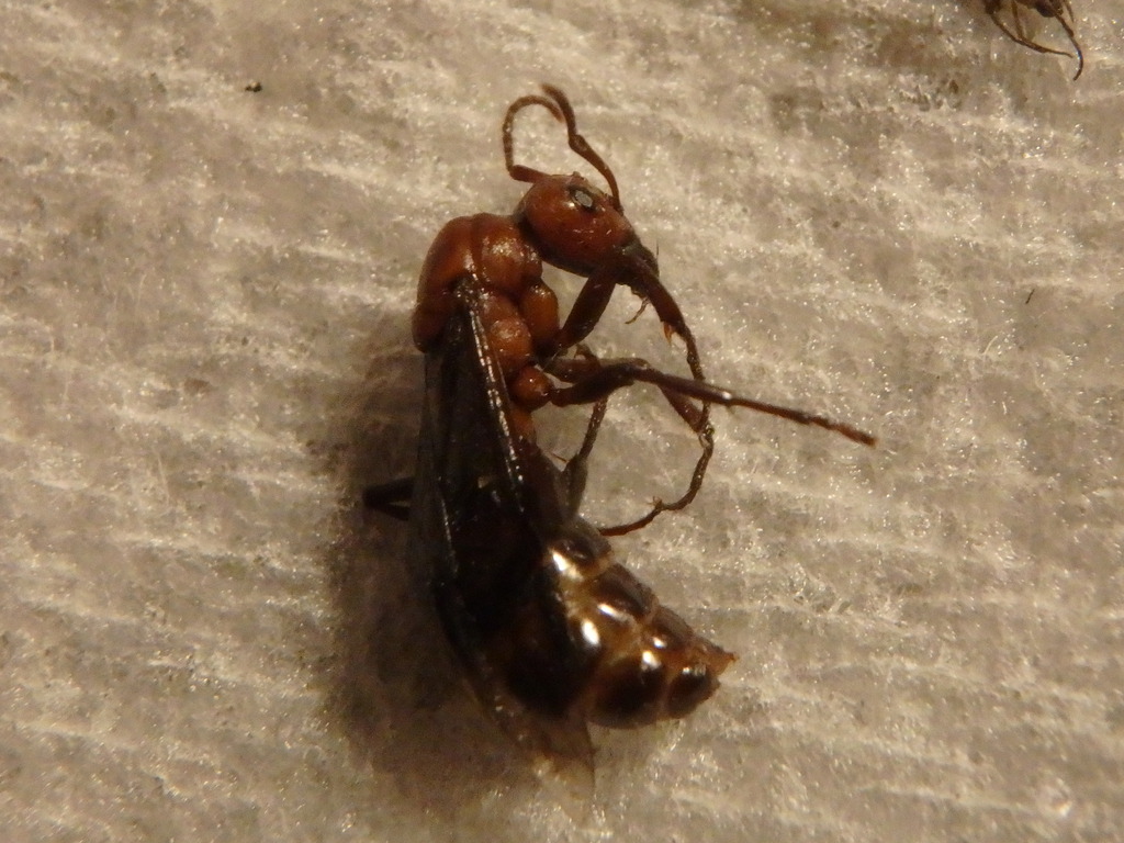 Wood, Mound, and Field Ants from Marquette, MI, USA on July 05, 2023 at ...