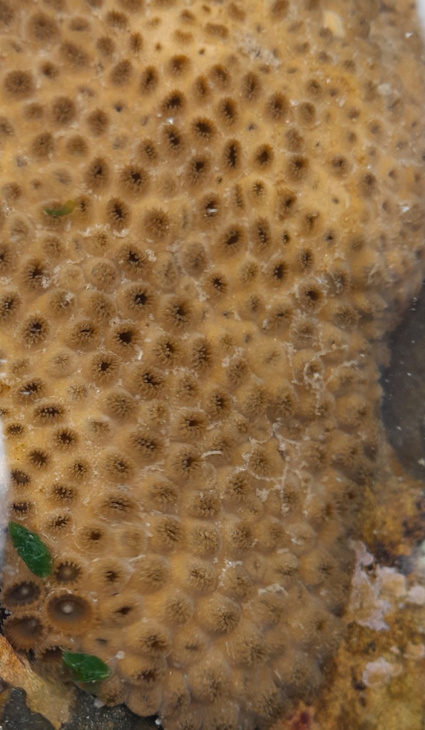 Sea Mat from Sheffield Beach, Dolphin Coast, 4420, South Africa on ...