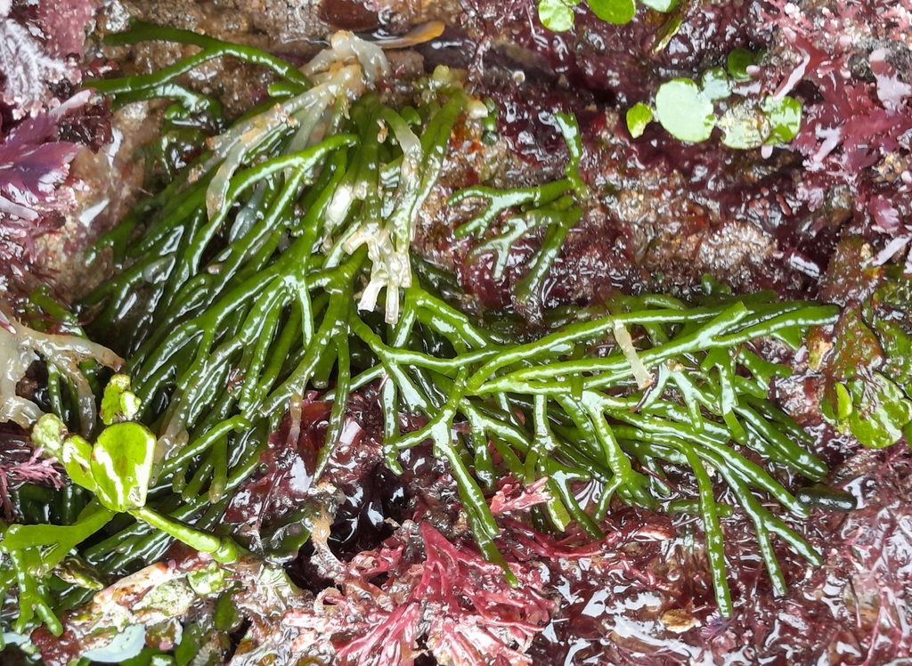 (Codium capitatum) - Botanical Realm