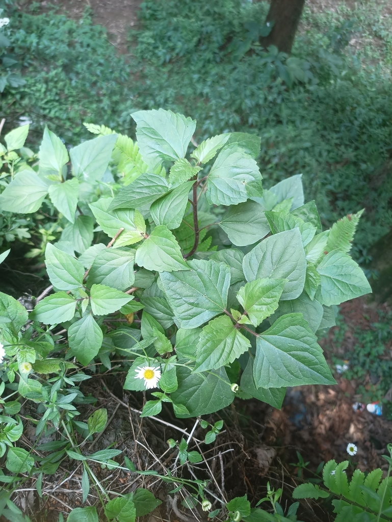 Crofton Weed from Tumin, Sikkim 737107, India on April 28, 2024 at 10: ...