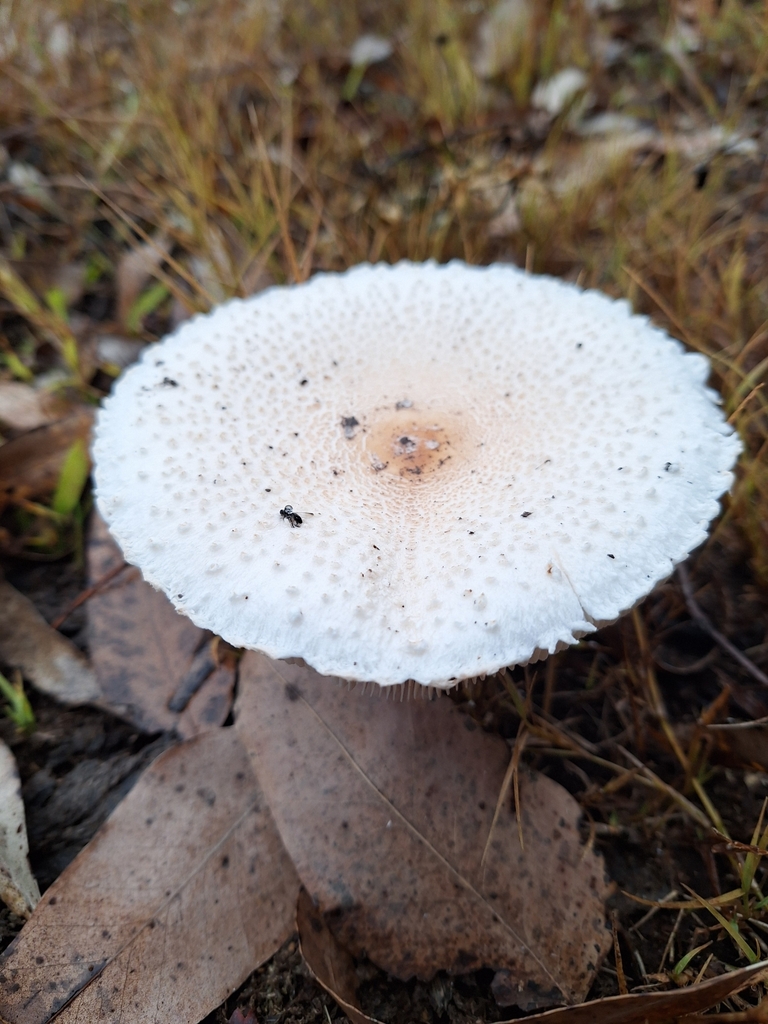 Shield Dapperling from Umzinyathi, ZA-NL, ZA on April 27, 2024 at 04:31 ...