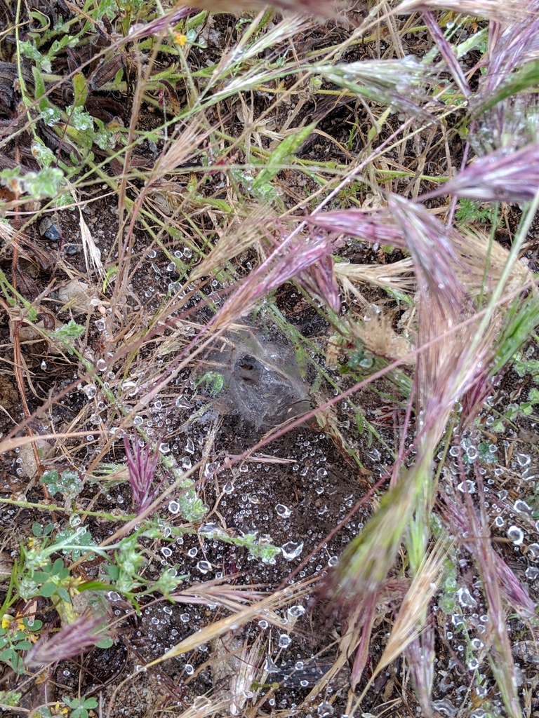 Red Brome from Forest Rte 12S04, Ramona, CA 92065, USA on April 29 ...
