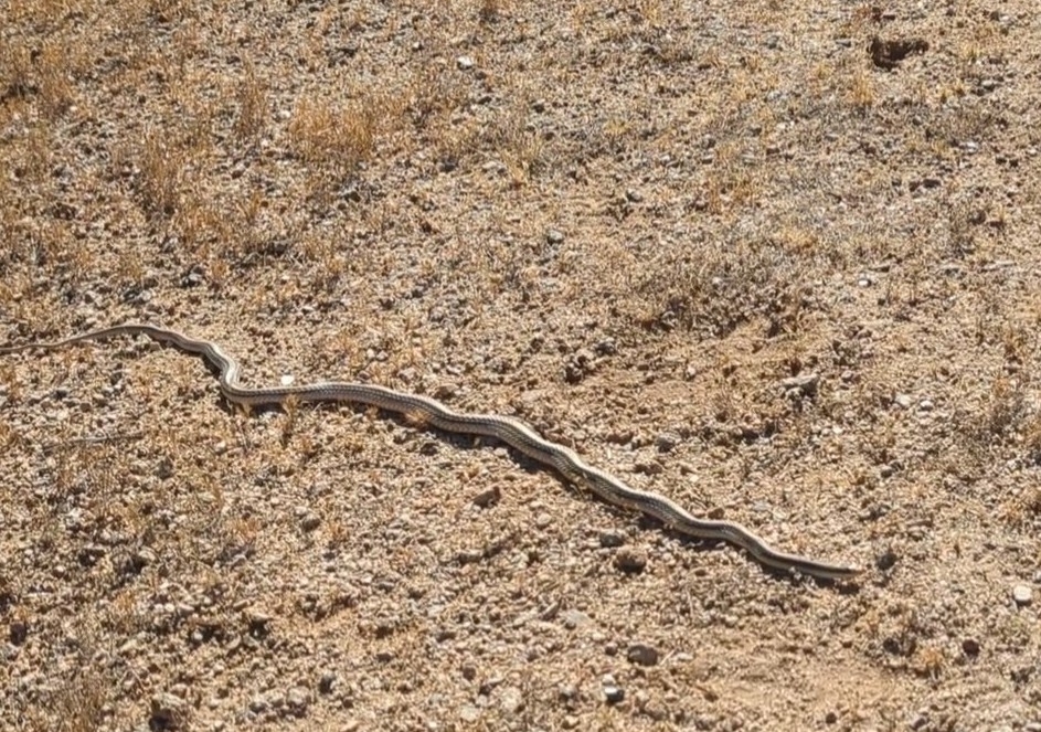 Western Patch-nosed Snake from Mesa, AZ 85207, USA on April 28, 2024 at ...