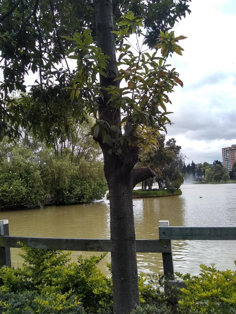 Andean oak in April 2019 by jhoc04 · iNaturalist