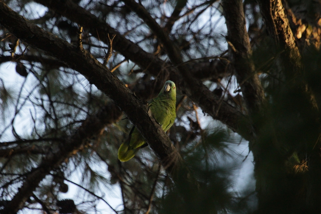 Turquoise-fronted Parrot in April 2024 by Bruno Luka de Souza Bambirra ...